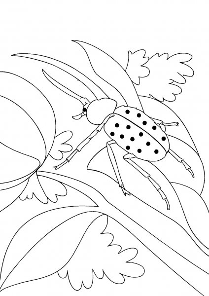 Beetle coloring pages