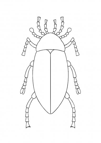 Beetle coloring pages