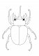Beetle coloring pages
