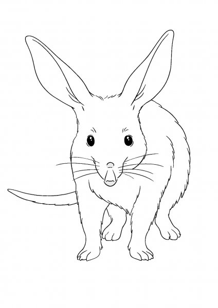 Bilby coloring pages