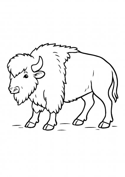 Bison coloring pages