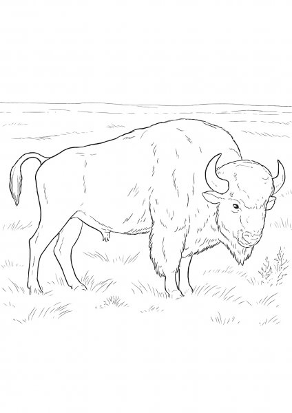 Bison coloring pages