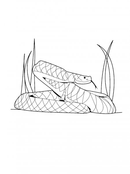 Boa constrictor coloring pages