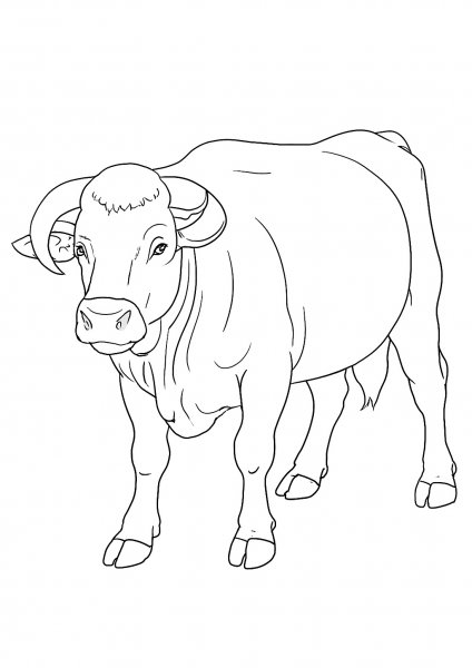 Bull Coloring Pages (Free Printables for Kids)