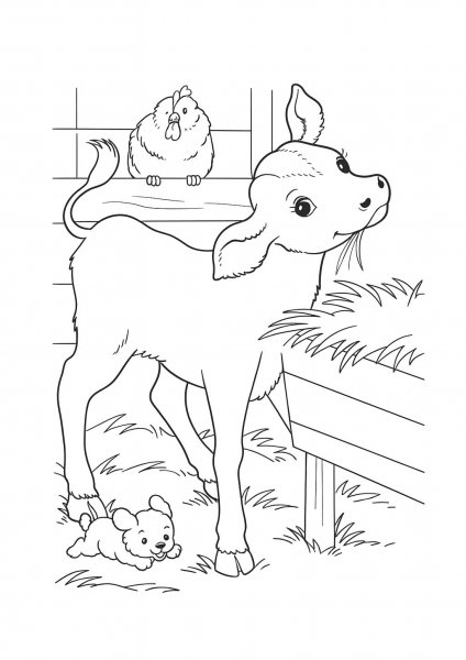 Calf coloring pages