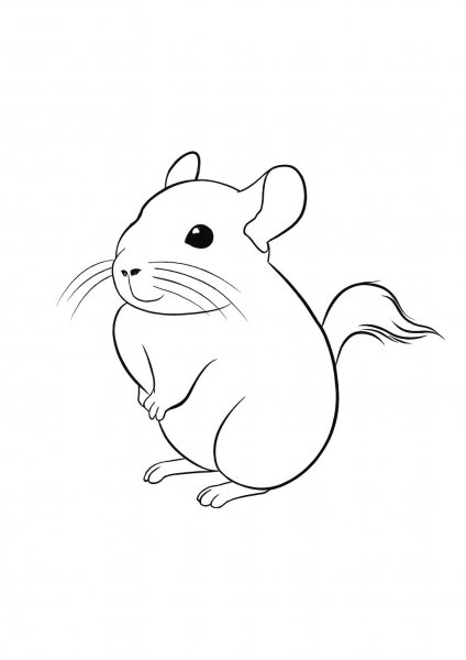 Chinchilla Coloring Pages (Free Printables for Kids)