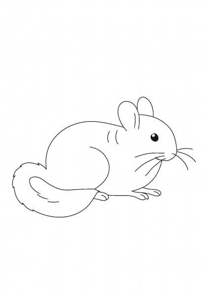 Chinchilla Coloring Pages (Free Printables for Kids)