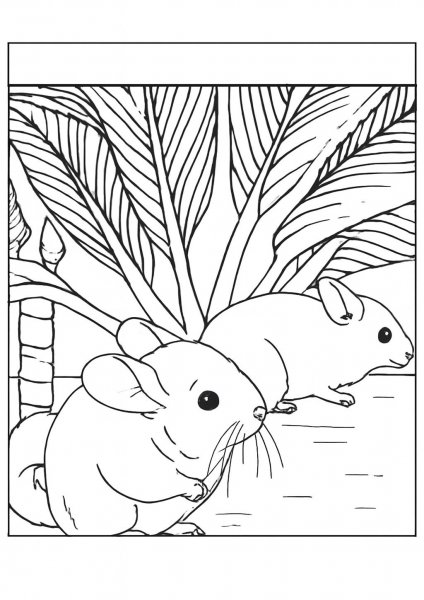 Chinchilla Coloring Pages (Free Printables for Kids)