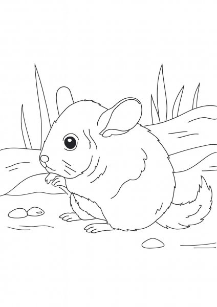 Chinchilla coloring pages