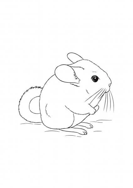 Chinchilla coloring pages