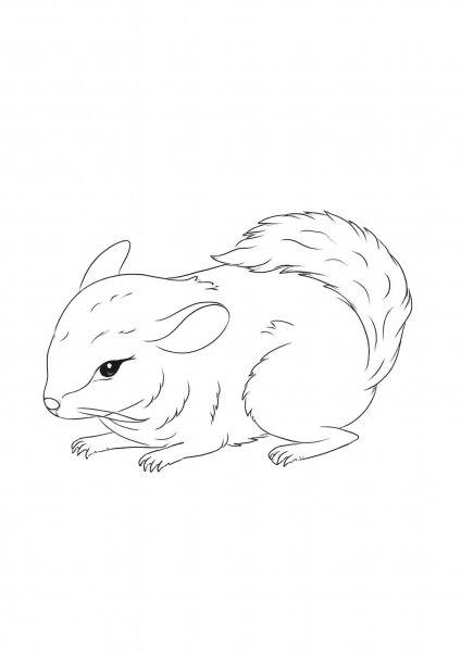 Chinchilla Coloring Pages (Free Printables for Kids)