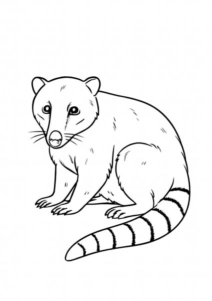 Coati coloring pages
