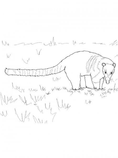 Coati coloring pages