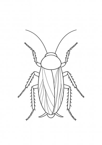 Cockroach coloring pages