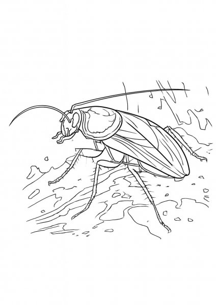 Cockroach coloring pages