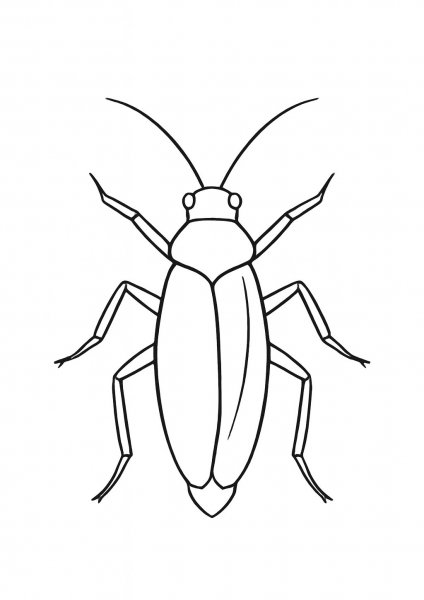Cockroach coloring pages