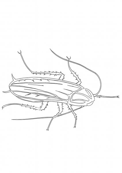 Cockroach coloring pages