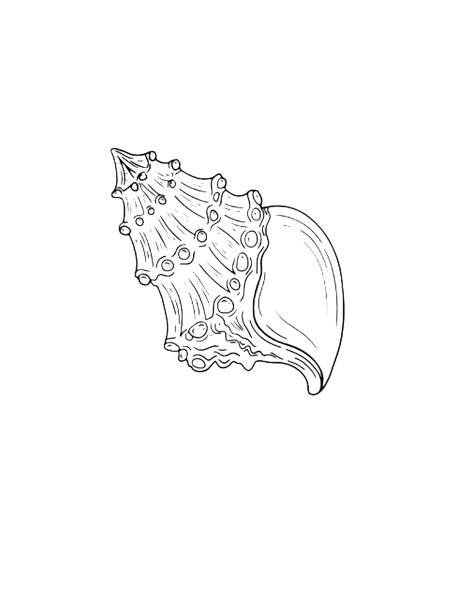 Conch coloring pages