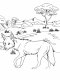 Coyote coloring pages