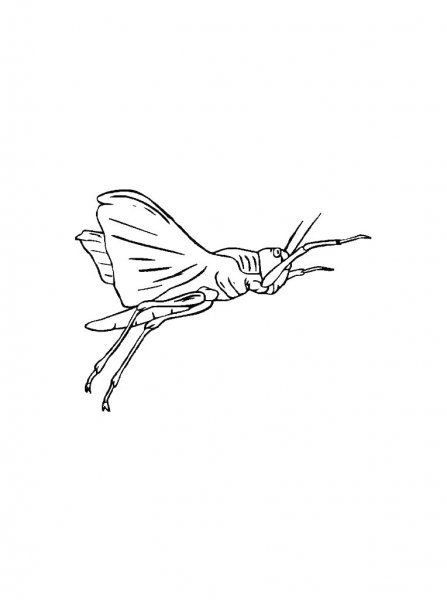 Cricket Insect coloring pages