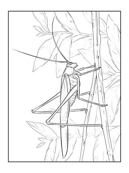 Cricket Coloring Pages (Free Printables for Kids)