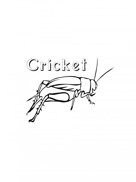 Cricket Insect coloring pages