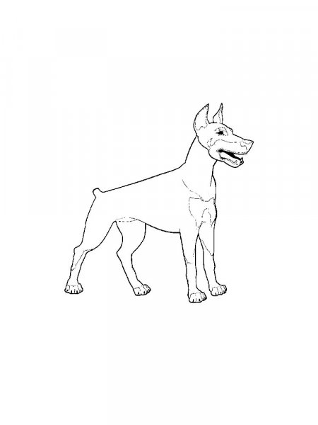 Doberman coloring pages