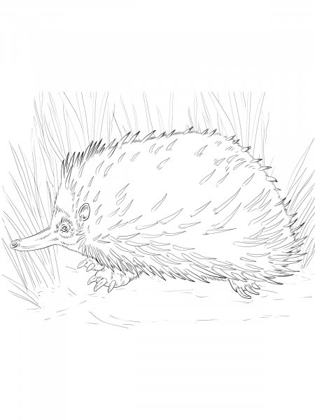 Echidna coloring pages