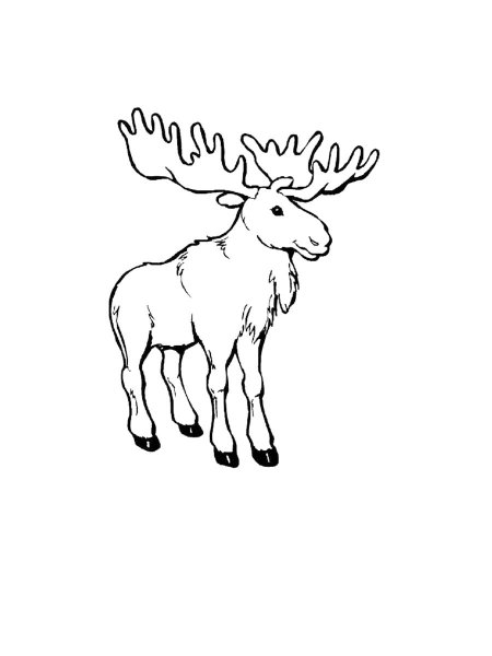 Elk coloring pages