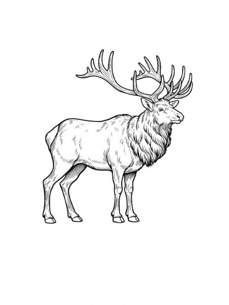 Elk coloring pages
