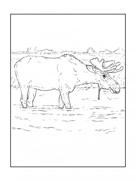 Elk coloring pages
