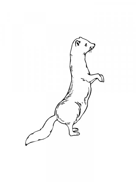 Ferret coloring pages