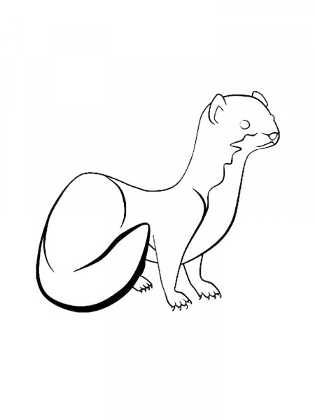 Ferret coloring pages