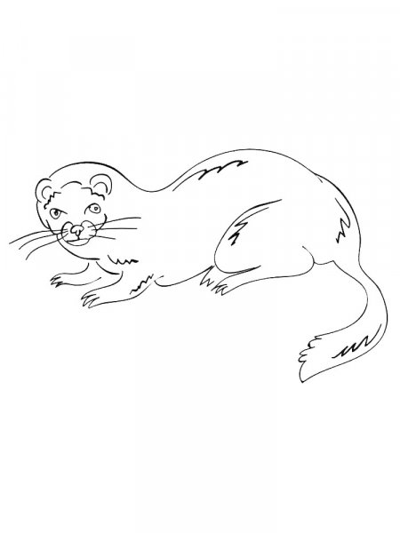 Ferret coloring pages