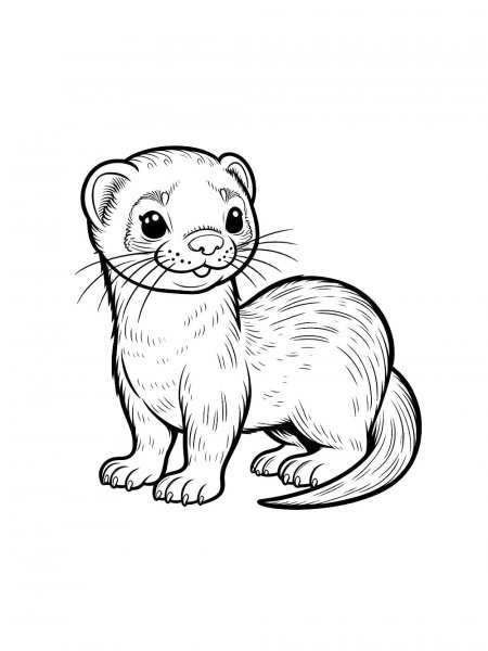 Ferret coloring pages
