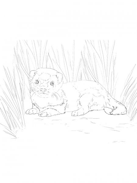 Ferret coloring pages