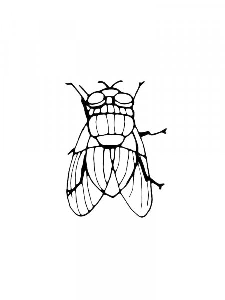 Fly coloring pages