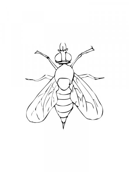Fly coloring pages