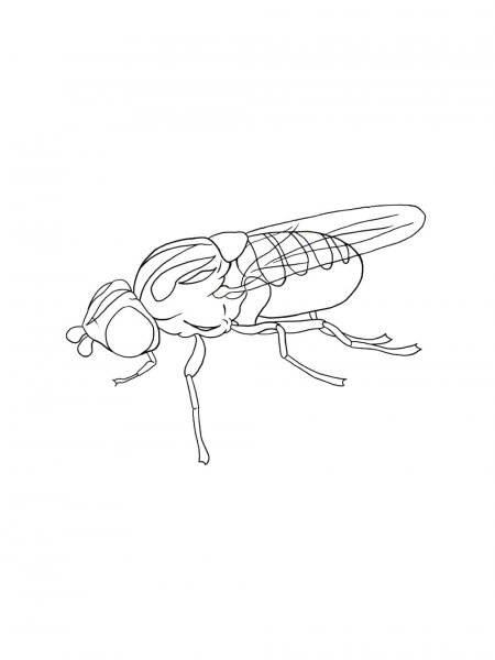 Fly coloring pages