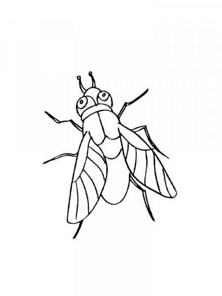 Fly coloring pages