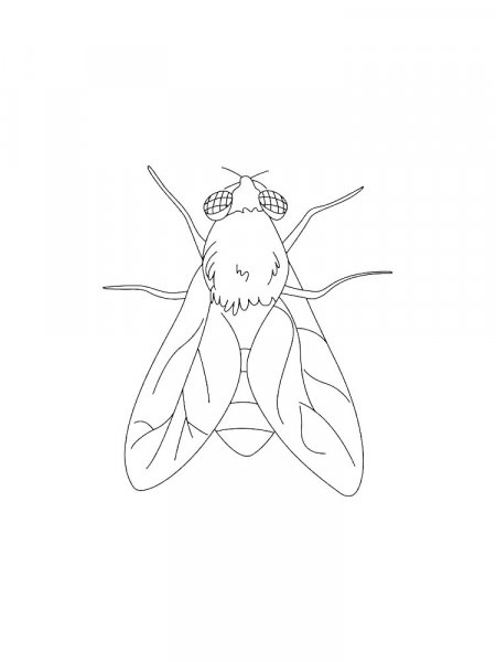 Fly coloring pages