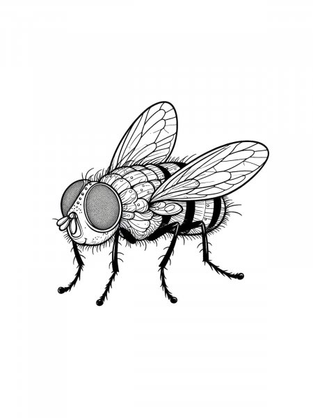 Fly coloring pages