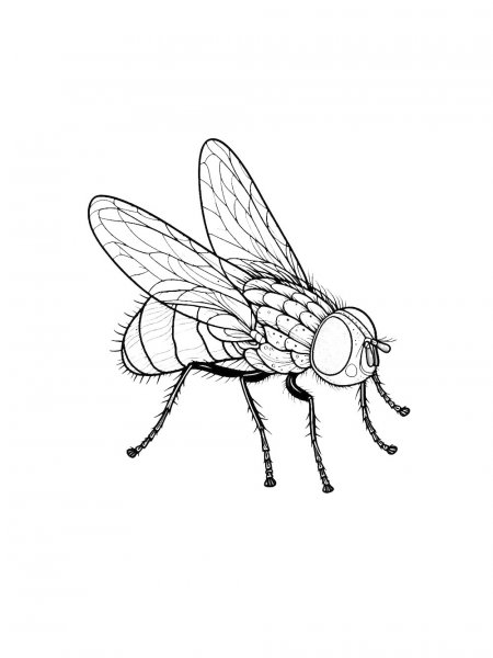 Fly coloring pages