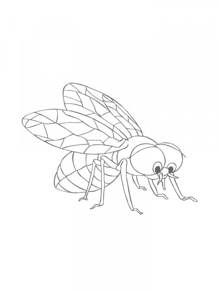 Fly coloring pages