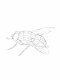 Fly coloring pages