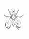 Fly coloring pages