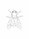 Fly coloring pages