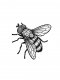 Fly coloring pages