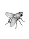 Fly coloring pages