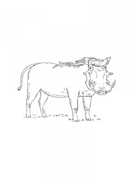 Forest Animals coloring pages